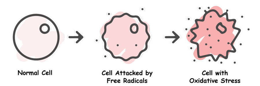 The Oxidative Stress Paradox: Your Body's Love-Hate Relationship with ...